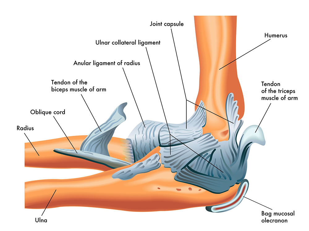 Understanding the Basics of Elbow Tendons and Ligaments